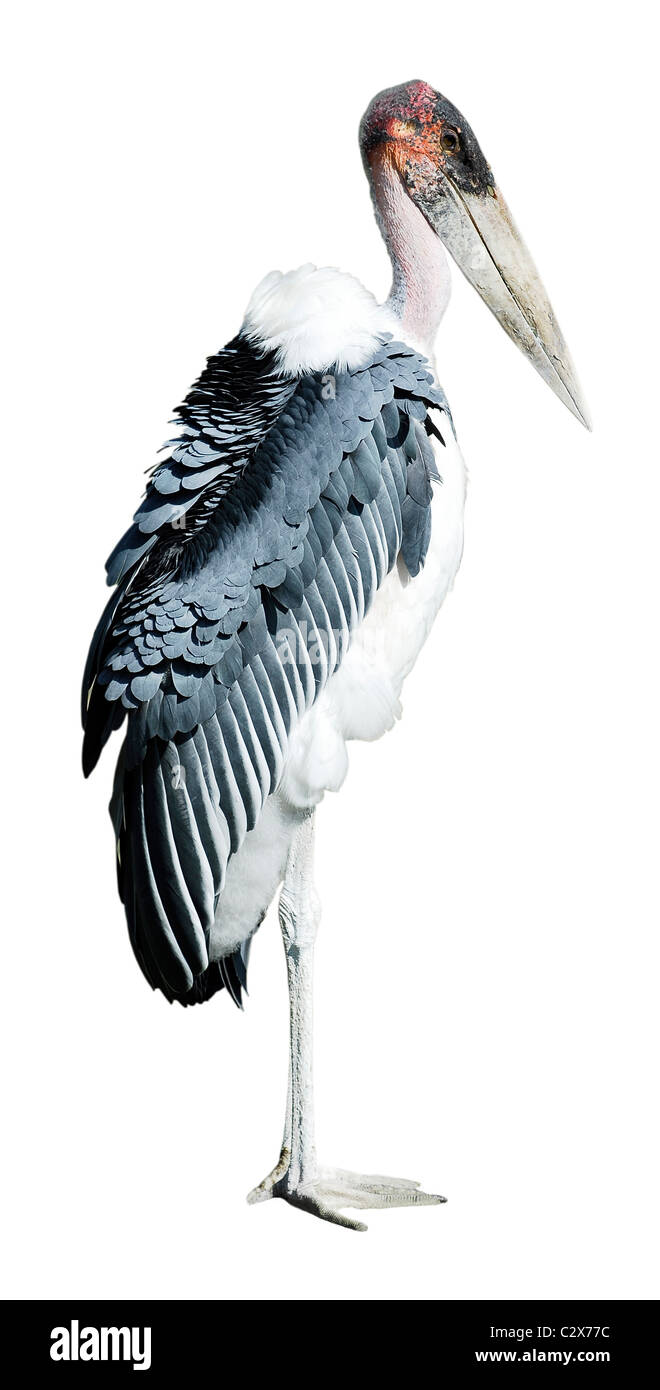 Marabou stork (Leptoptilos) standing and profile isolated on white ...