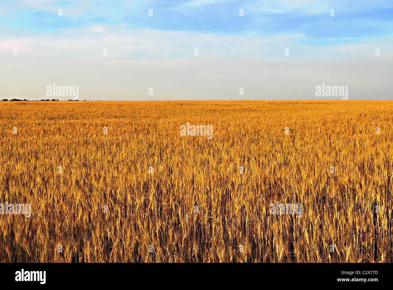 field of wheat. Beautiful landscape Stock Photo - Alamy