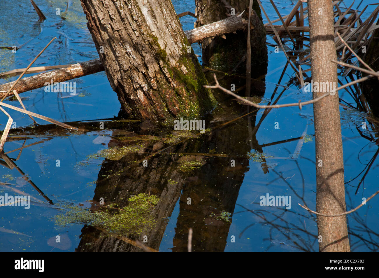 Reflection of a tree in a pond Stock Photo - Alamy