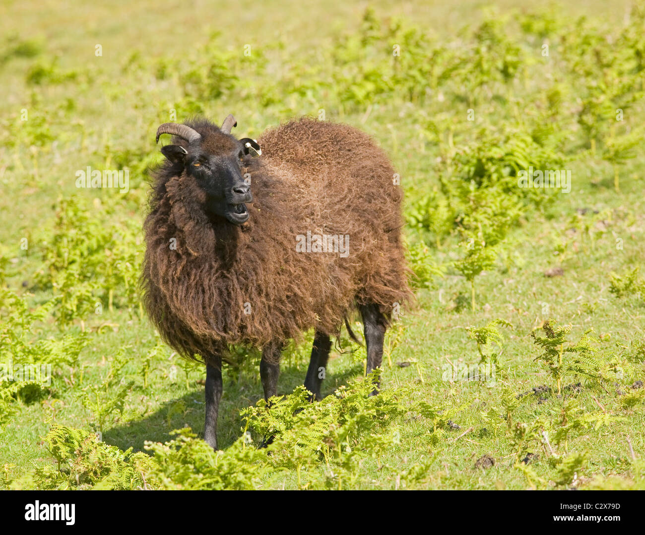Black Sheep (Ovis Aries Stock Photo - Alamy