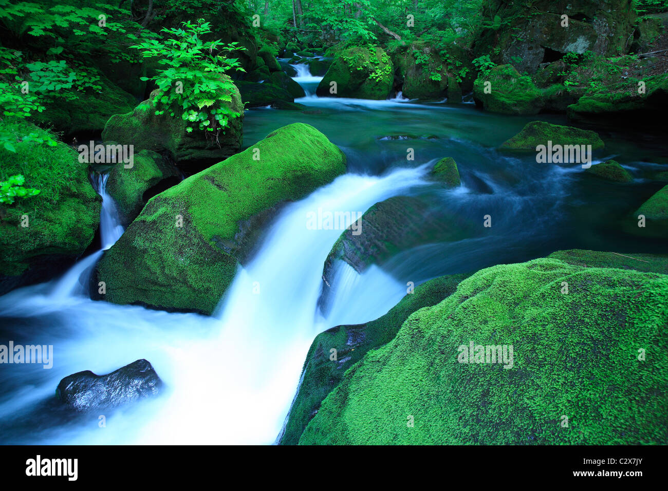 Water spring in forest Stock Photo - Alamy