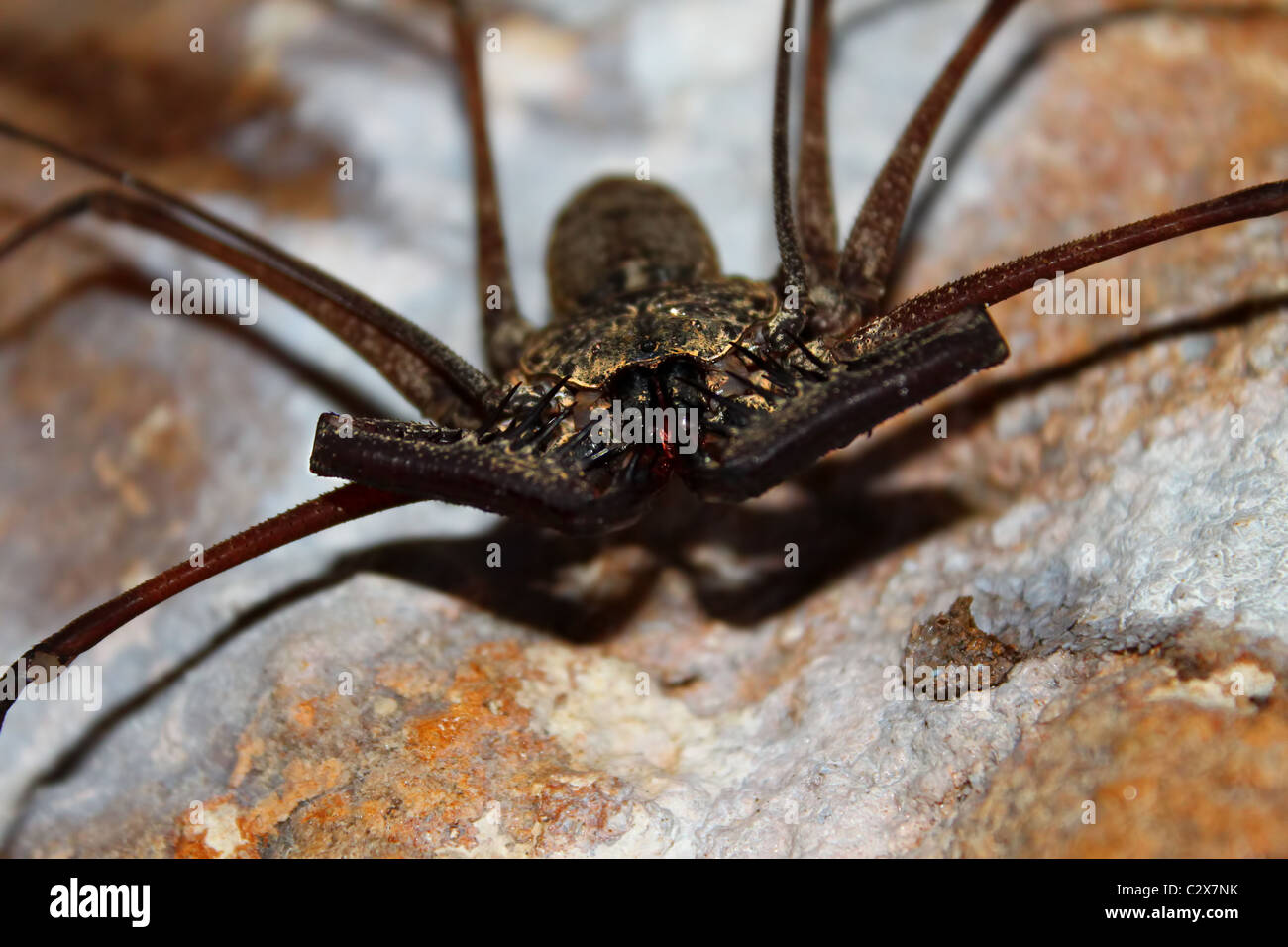 Whip Scorpion - Puerto Rico Stock Photo - Alamy