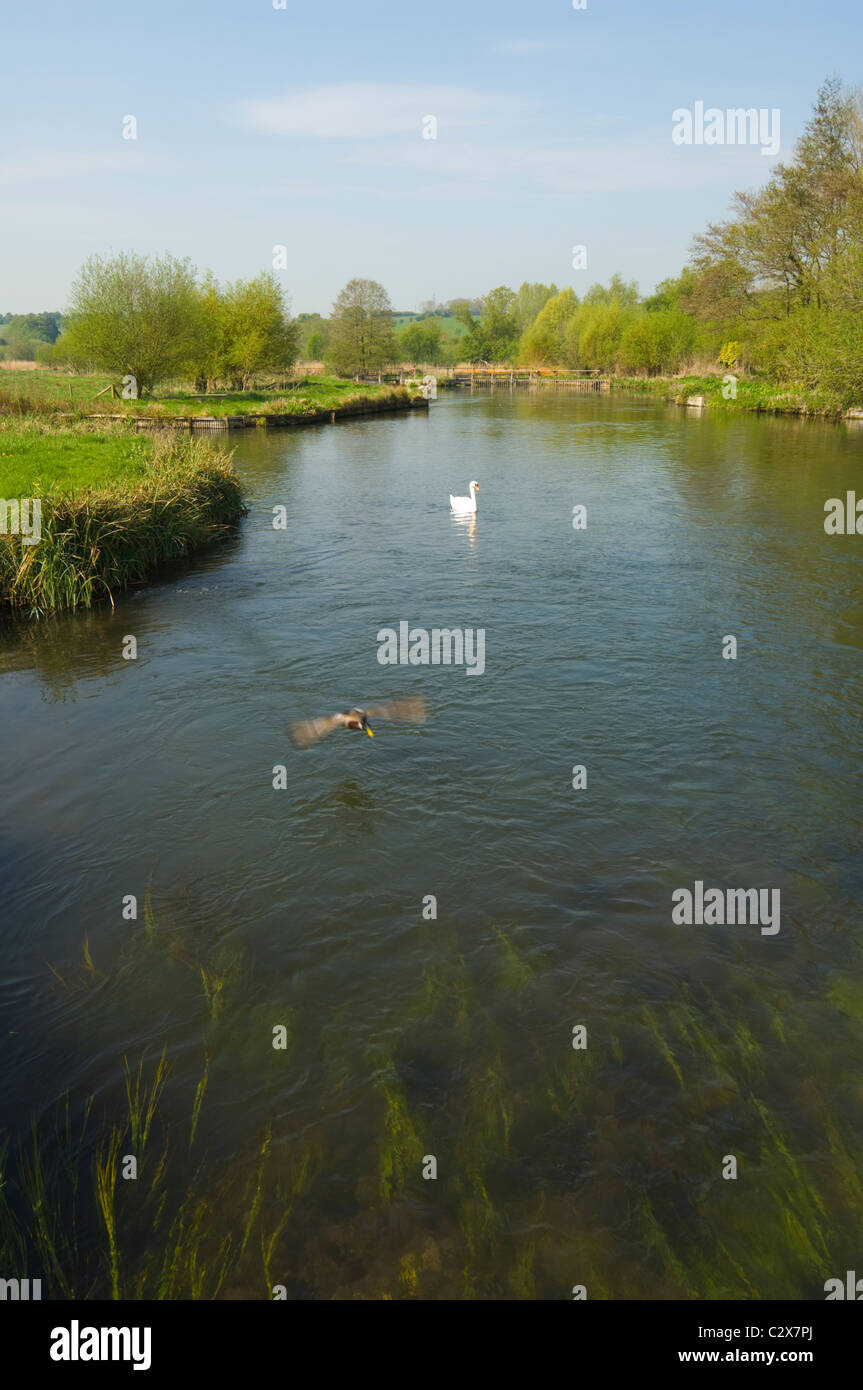 River Test Longstock Hampshire UK Stock Photo - Alamy