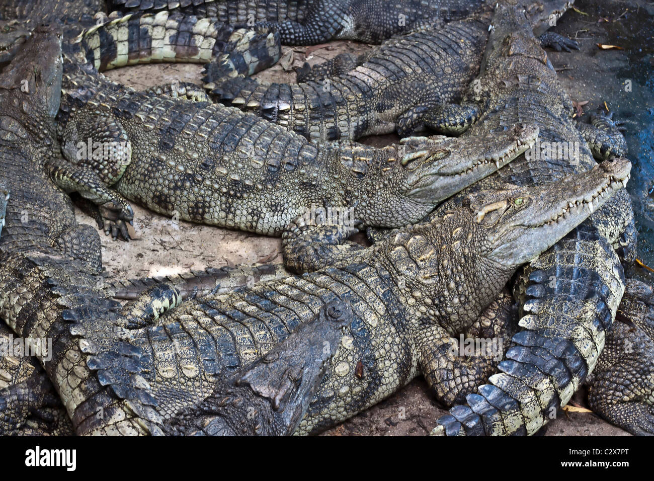A bunch of crocodiles at Phuket Zoo Thailand Stock Photo - Alamy