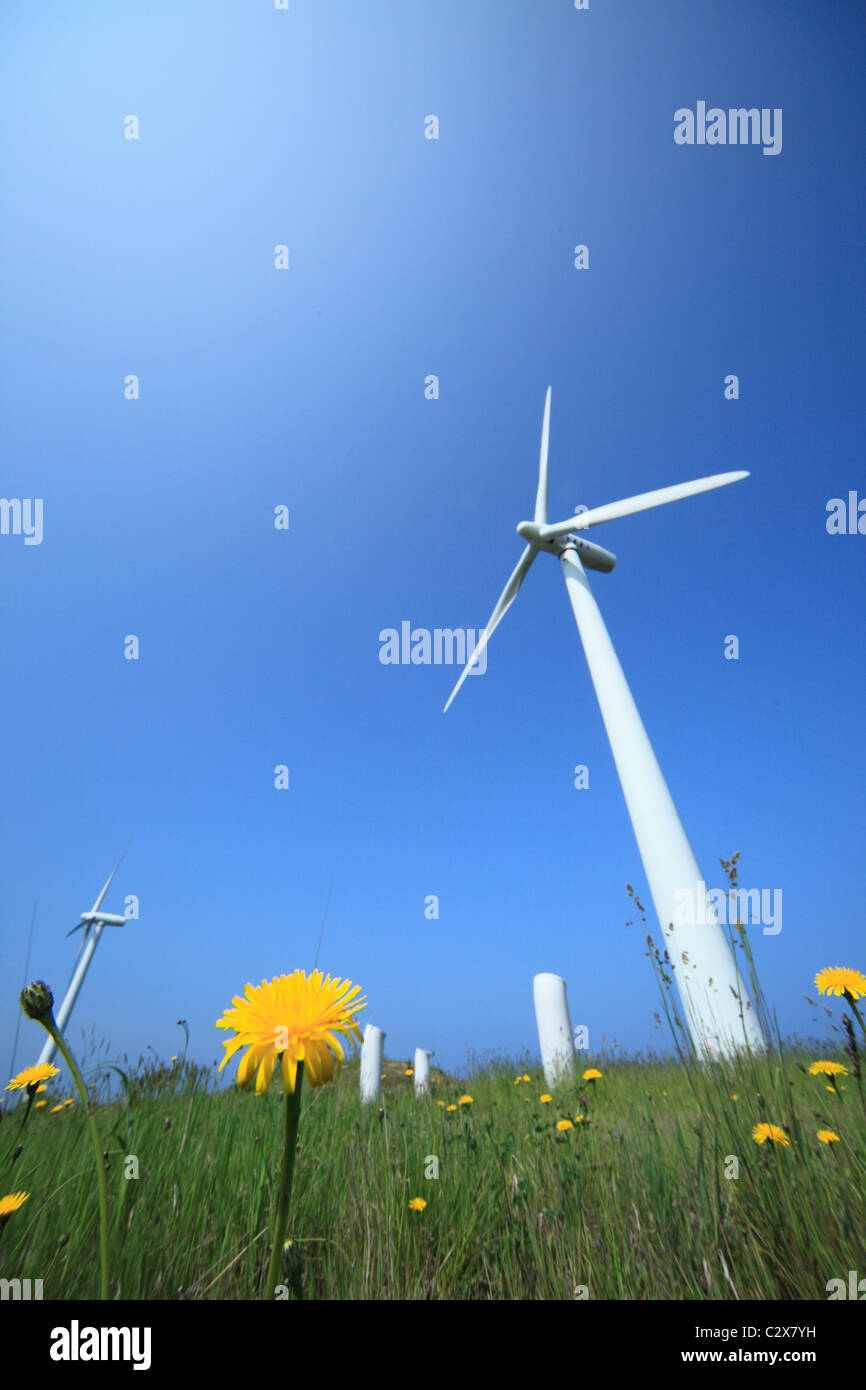 flower and windmill Stock Photo - Alamy