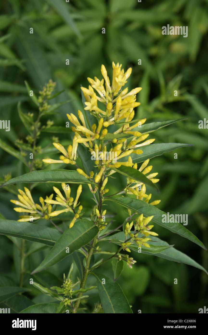 Cestrum High Resolution Stock Photography and Images - Alamy
