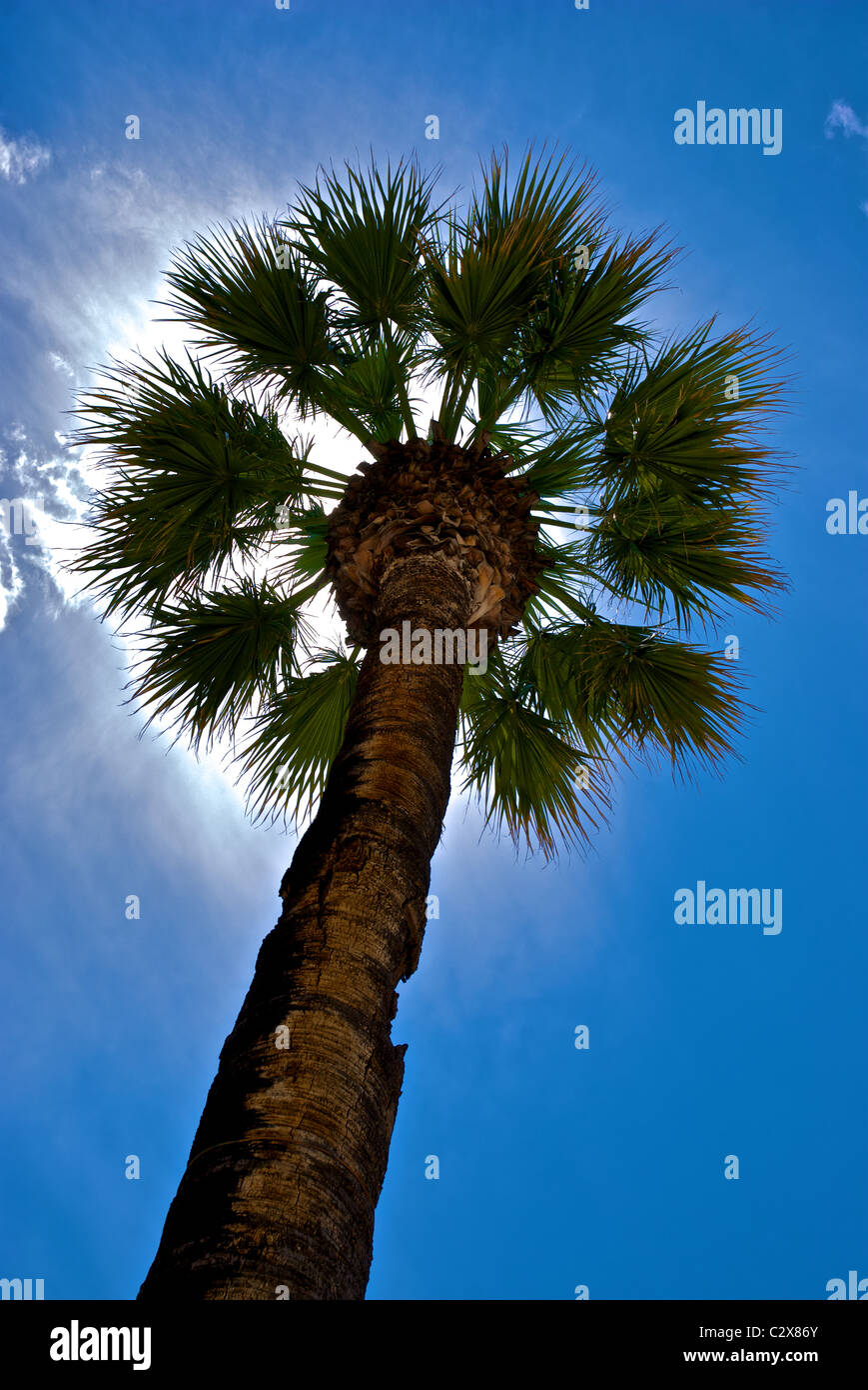 Palm tree, sunlight, sun, Split 2010, Kroatia Stock Photo - Alamy