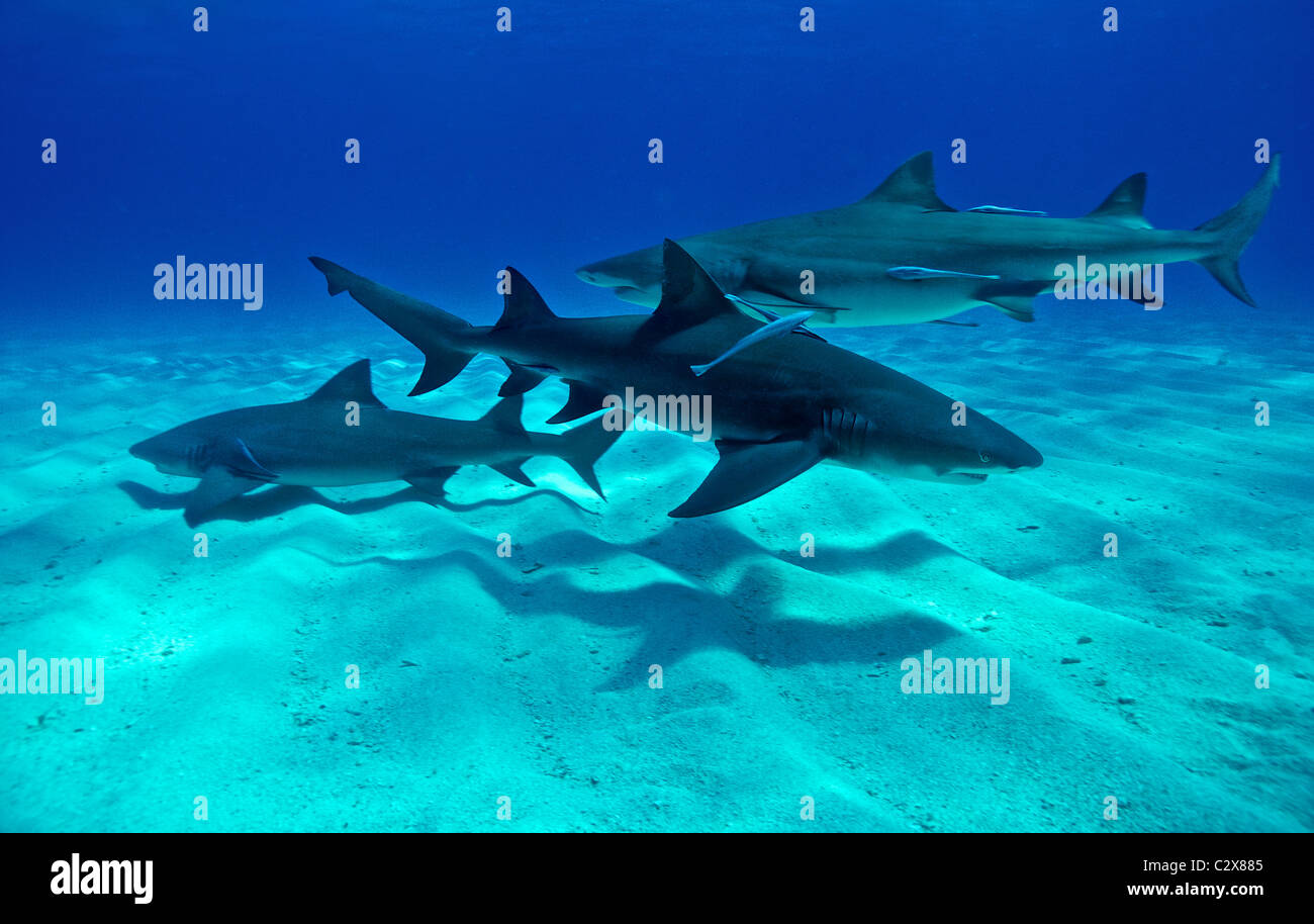 Lemon sharks hi-res stock photography and images - Alamy