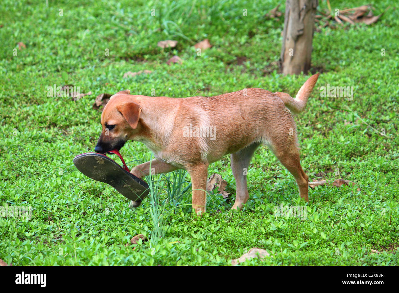 Stray Dog - Puerto Rico Stock Photo - Alamy