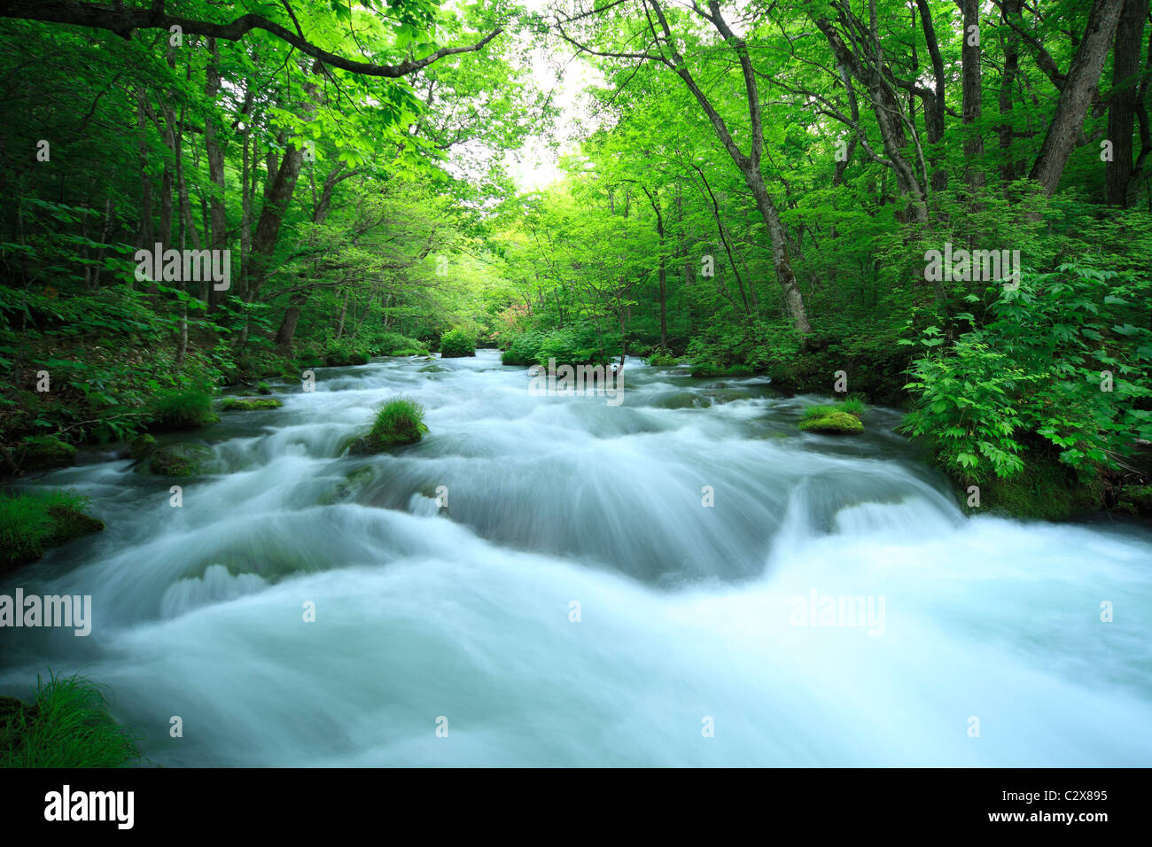 Water spring in forest Stock Photo - Alamy