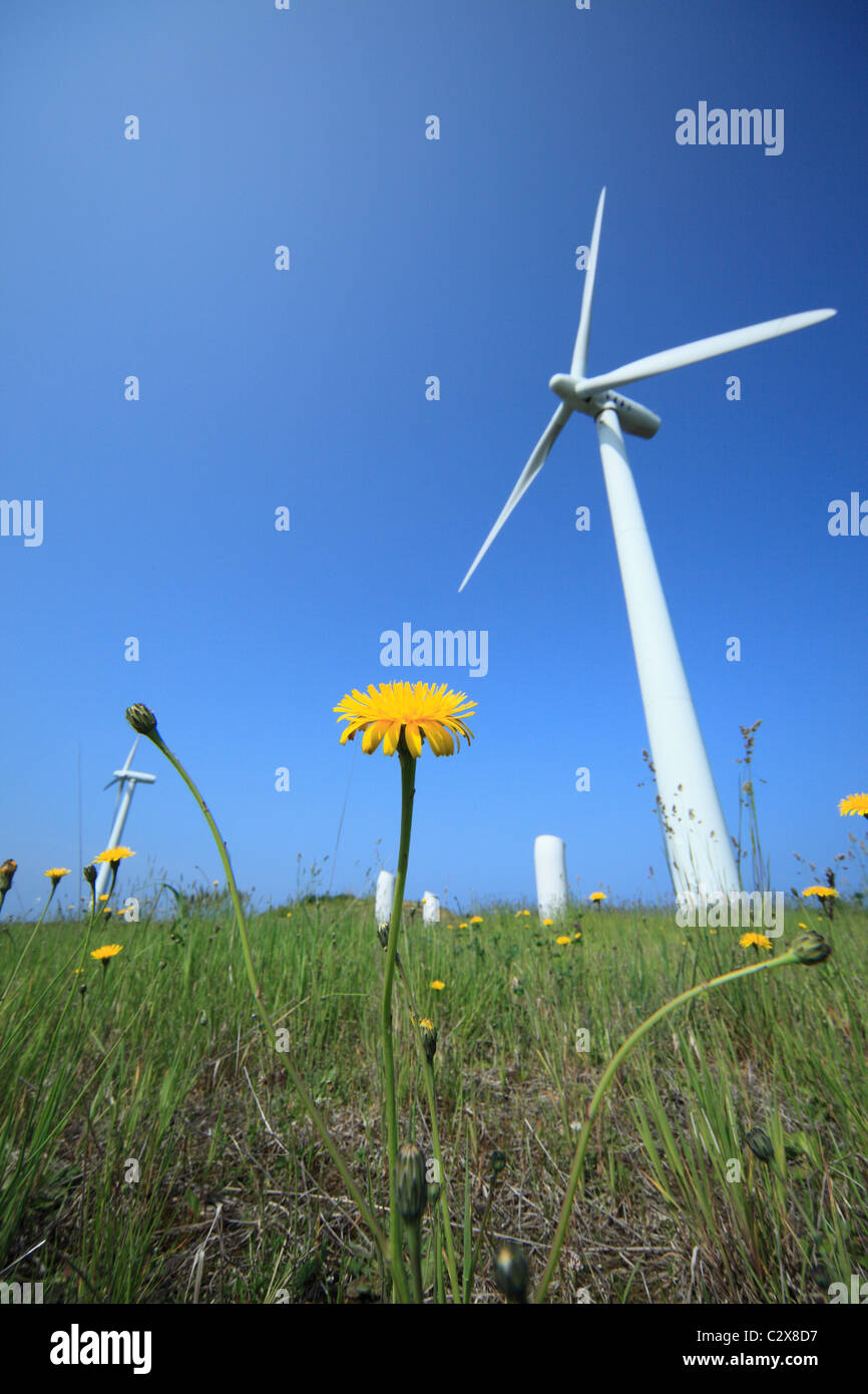 flower and windmill Stock Photo - Alamy