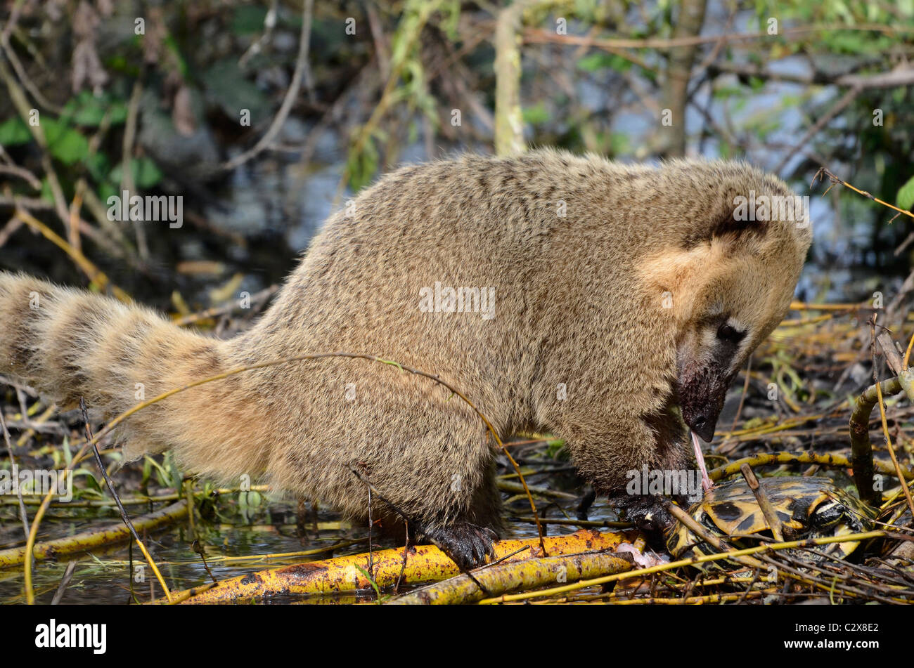 South American Coati, or Ring-tailed Coati (Nasua nasua) view of ...