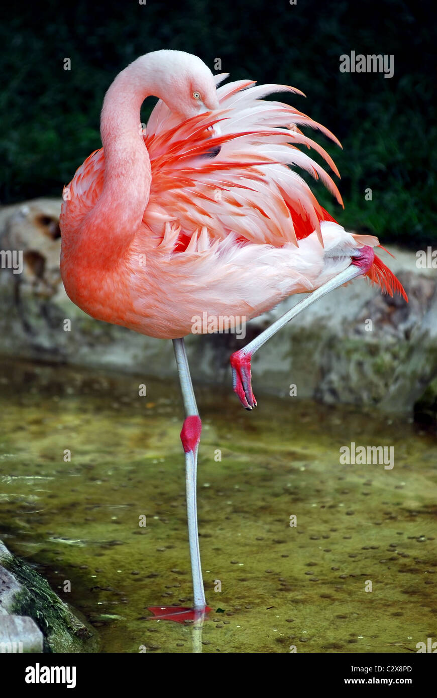 Flamingo on one leg in water, the head in the feathers Stock Photo - Alamy