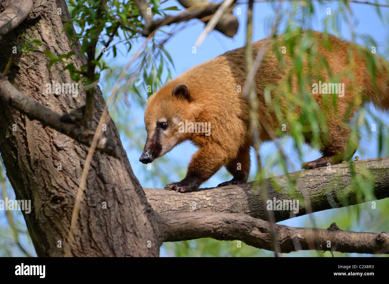 South American Coati, or Ring-tailed Coati (Nasua nasua), in tree Stock ...