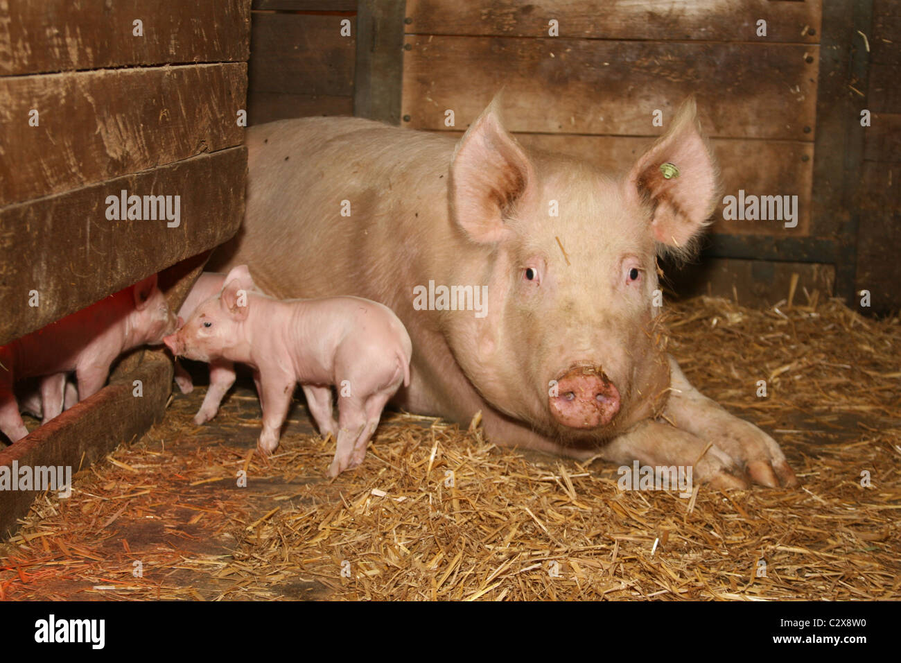 Tierhaltu hi-res stock photography and images - Alamy