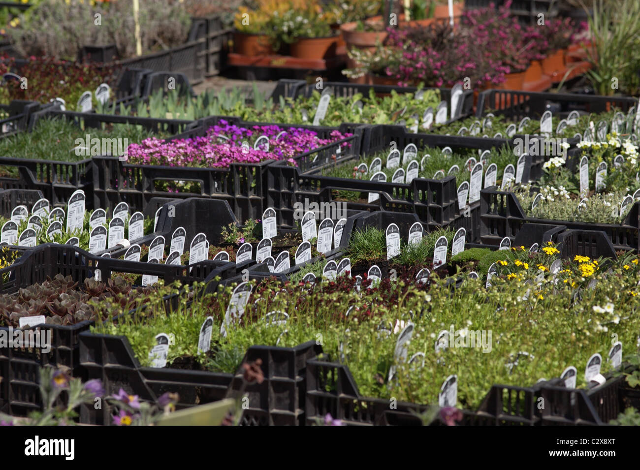 Plants in garden centre Stock Photo - Alamy