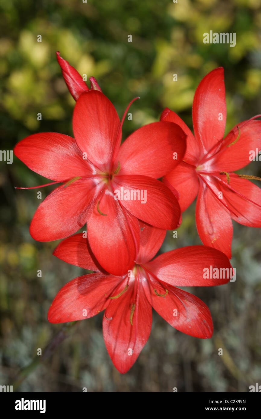Schizostylis coccinea 'Major' Stock Photo - Alamy