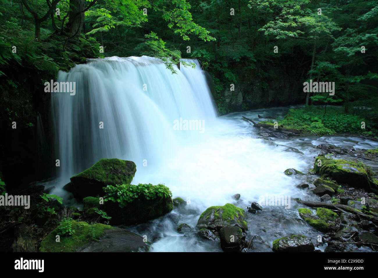 Water spring in forest Stock Photo - Alamy