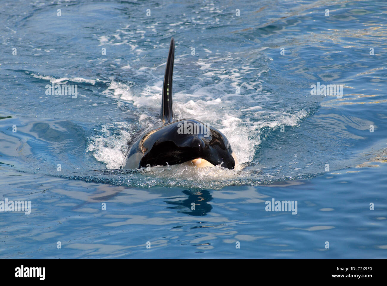 Orca Head High Resolution Stock Photography and Images - Alamy