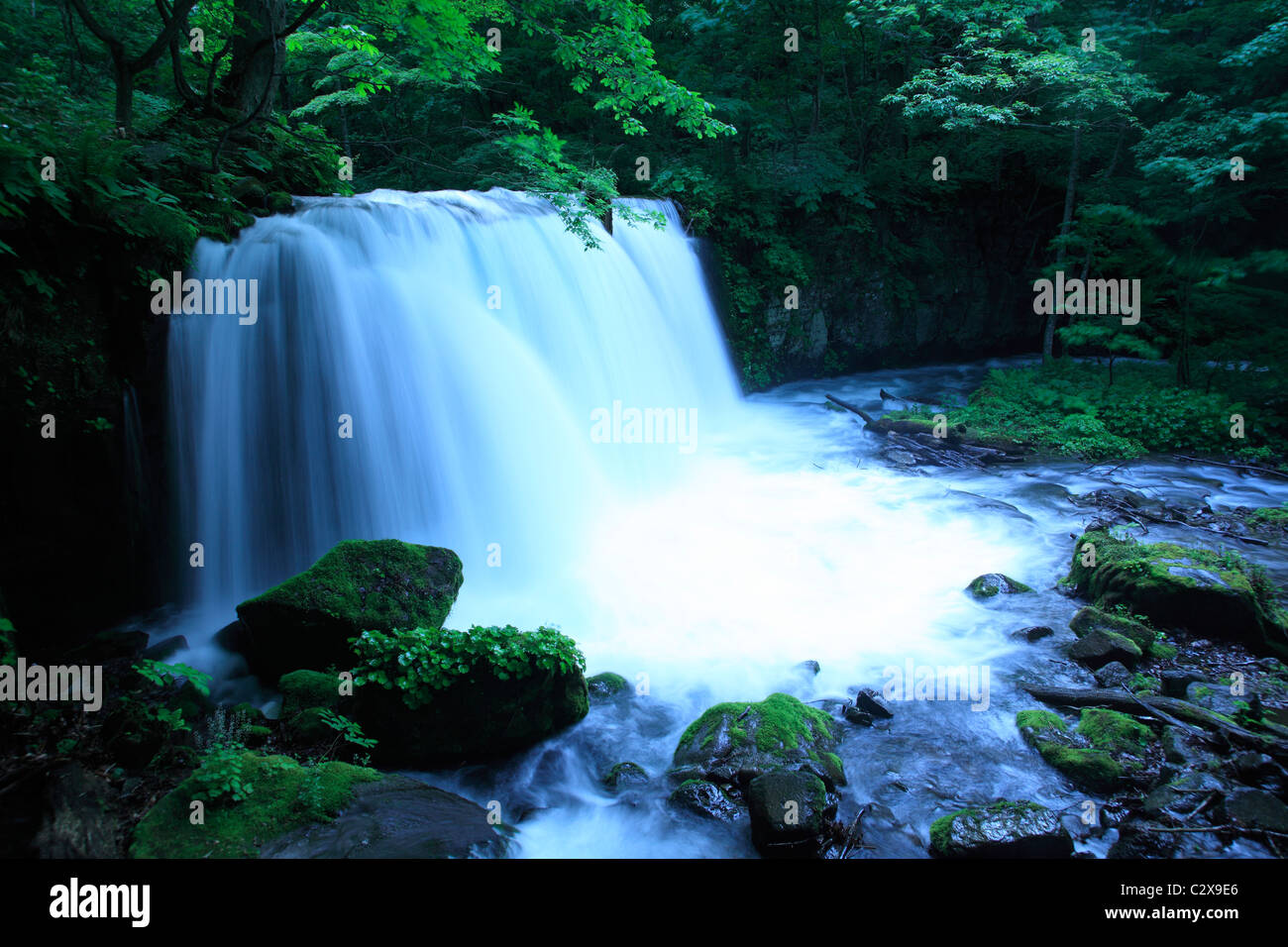 Water spring in forest Stock Photo - Alamy