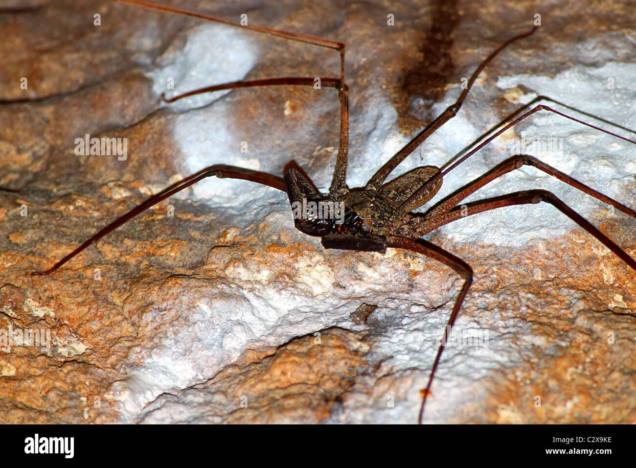 Whip Scorpion - Puerto Rico Stock Photo - Alamy