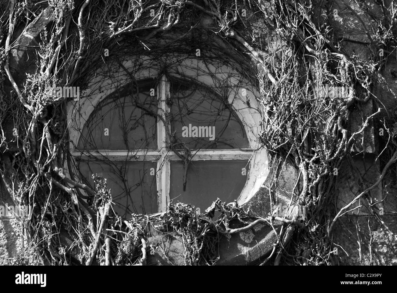 A window covered in branches Stock Photo - Alamy