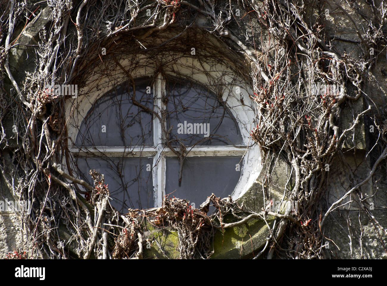 A window covered in branches Stock Photo - Alamy