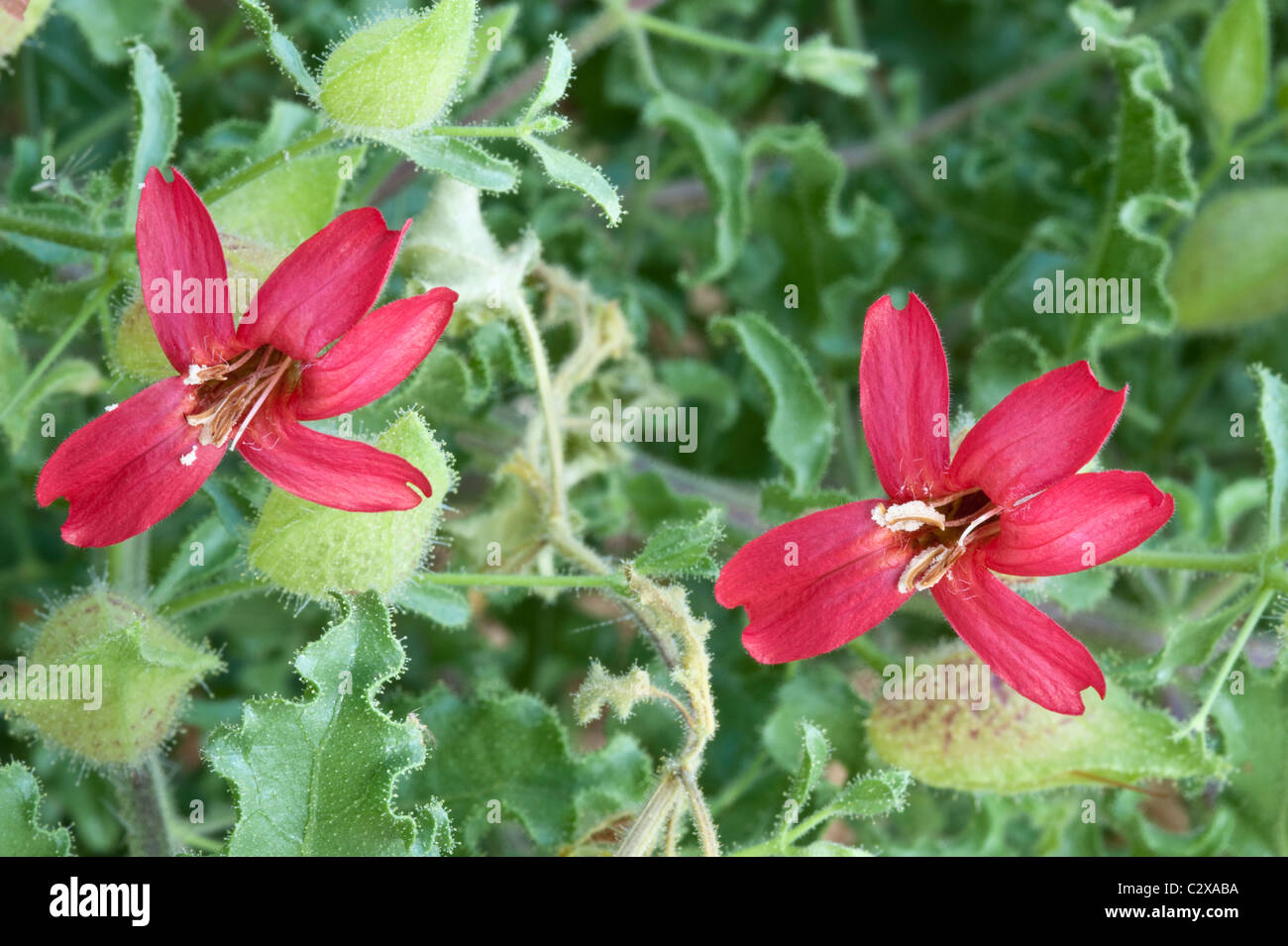 Namib petalidium (Petalidium glandulosum) flowers in Kirstenbosch ...