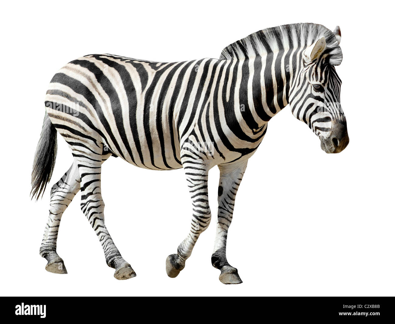 Zebra, Isolated On White High Resolution Stock Photography and Images ...