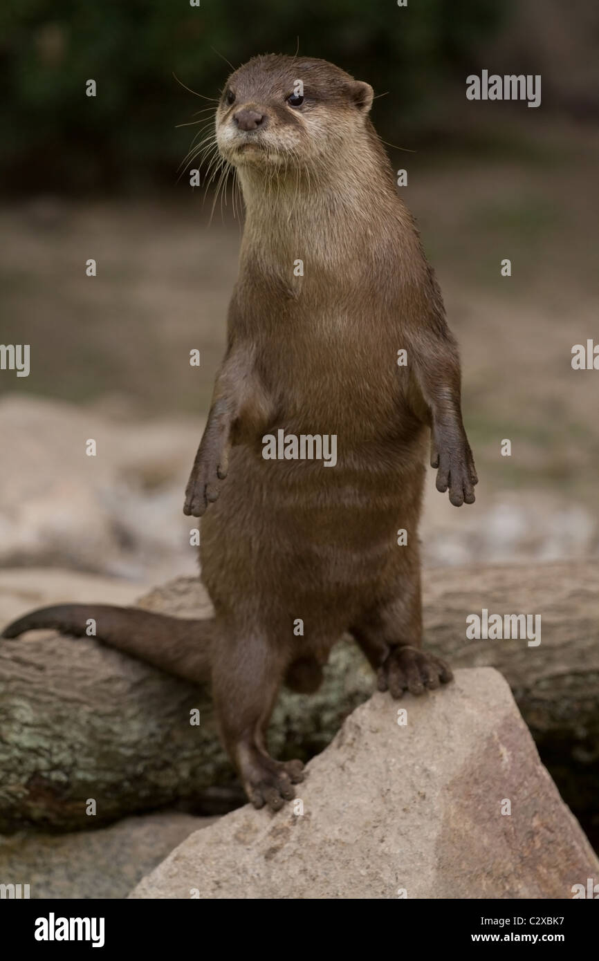 Otter space hi-res stock photography and images - Alamy
