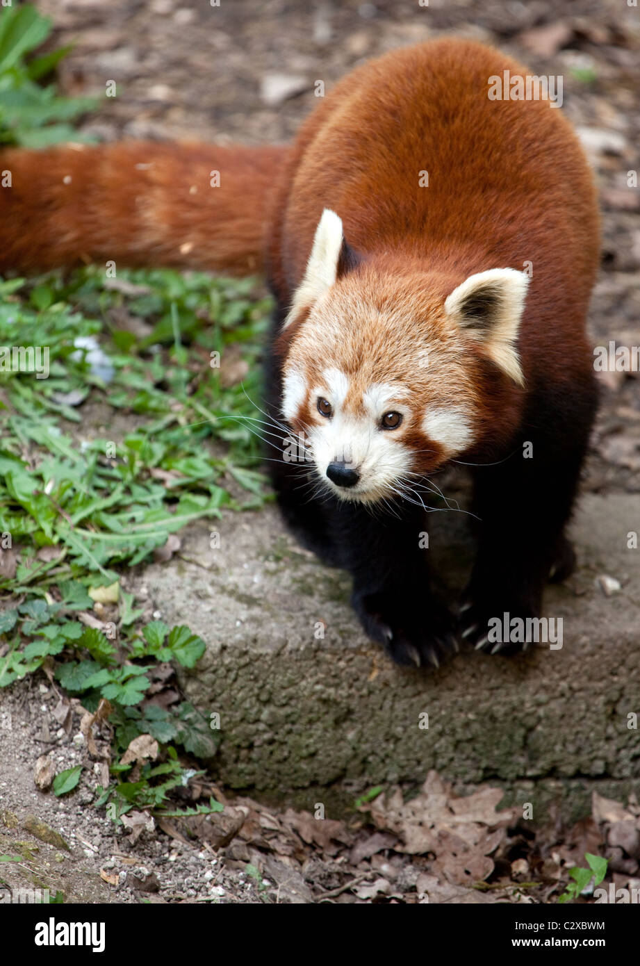 A Red Panda running along the ground Stock Photo - Alamy