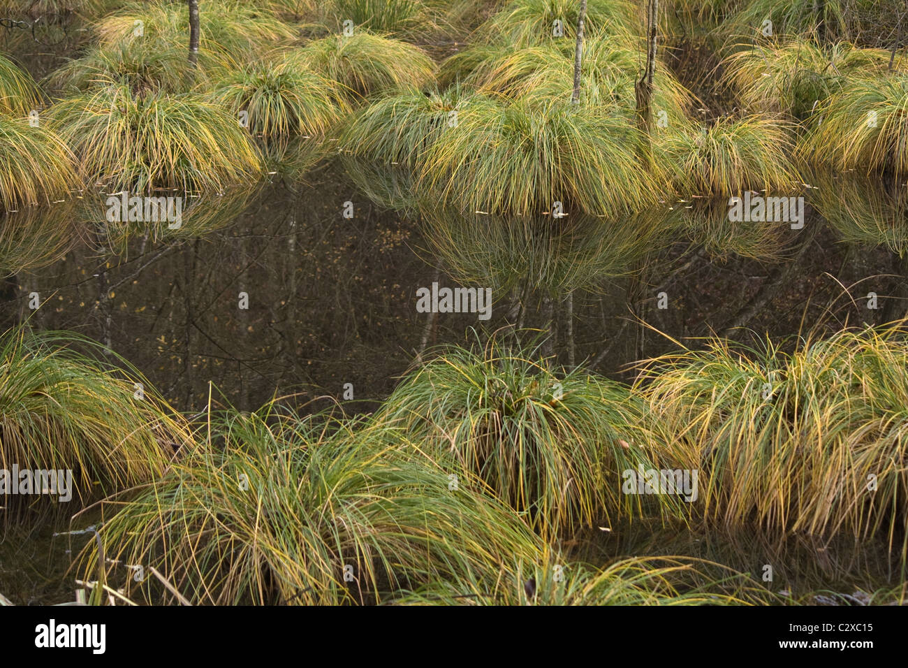 Moosbach Valley, Dahn, Palatinate, Germany Stock Photo - Alamy