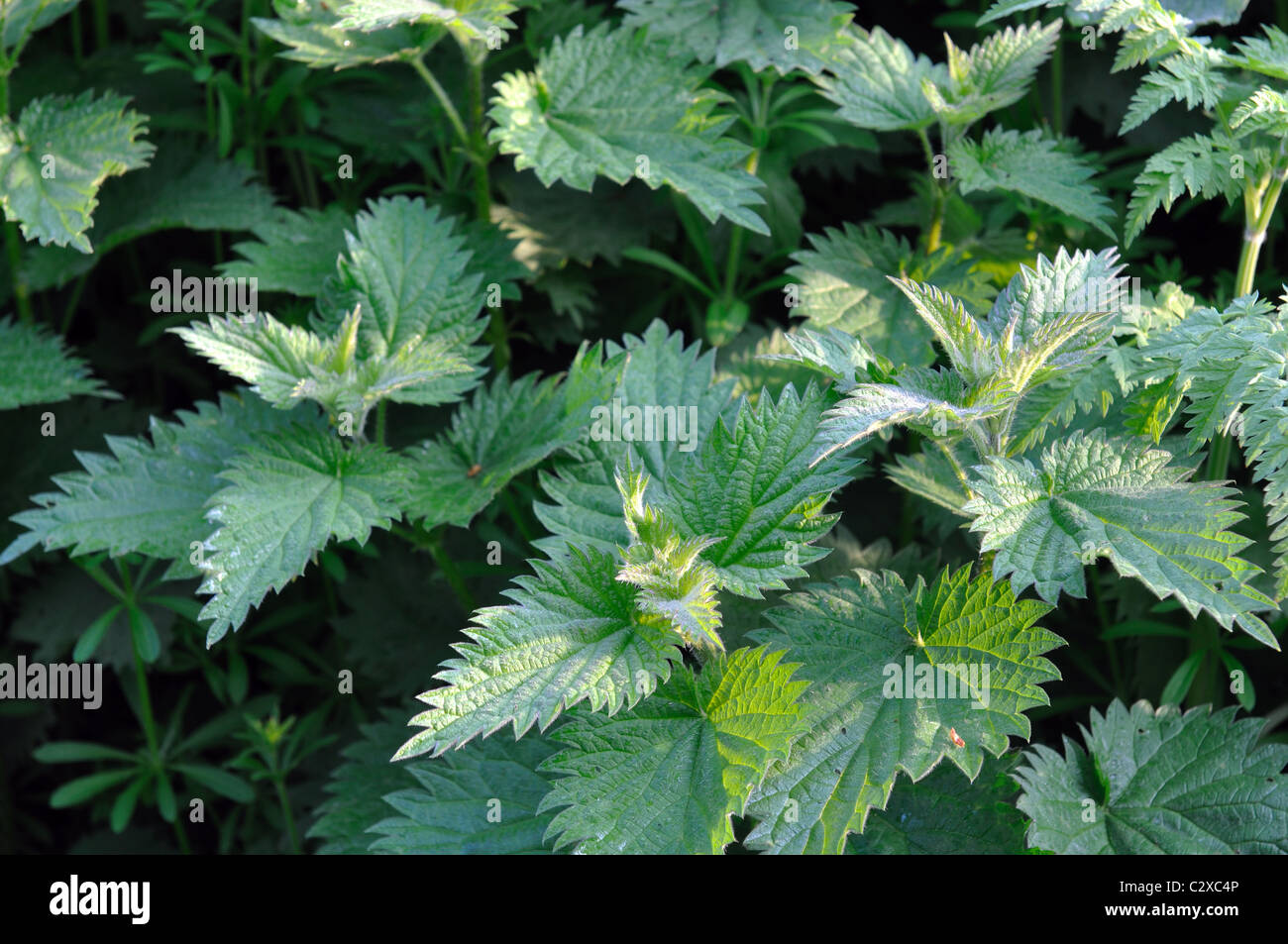 Common Nettle, Urtica dioica Stock Photo - Alamy