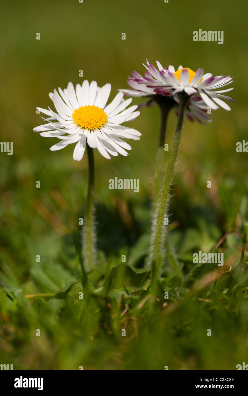 Daisies weed hi-res stock photography and images - Alamy