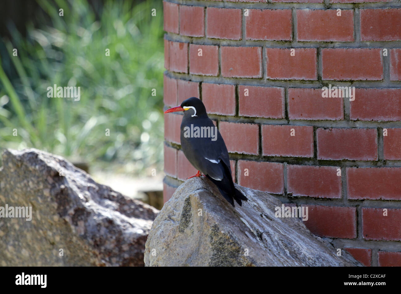 Birds at the Waterside Stock Photo - Alamy