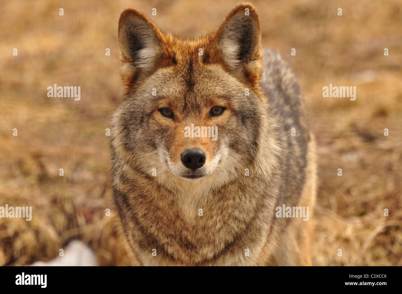Portrait Of A Coyote Stock Photo - Alamy