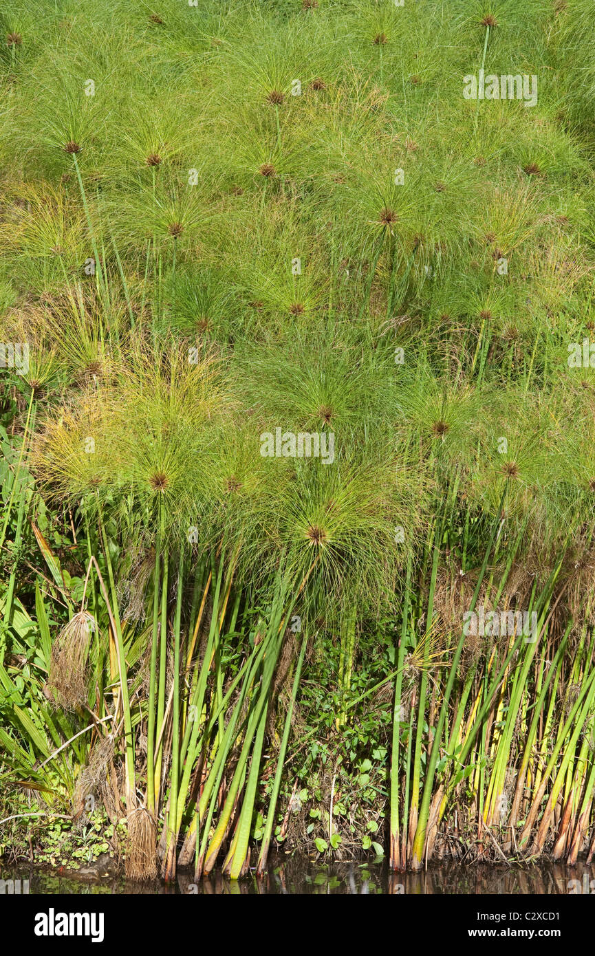 Cyperus papyrus hi-res stock photography and images - Alamy