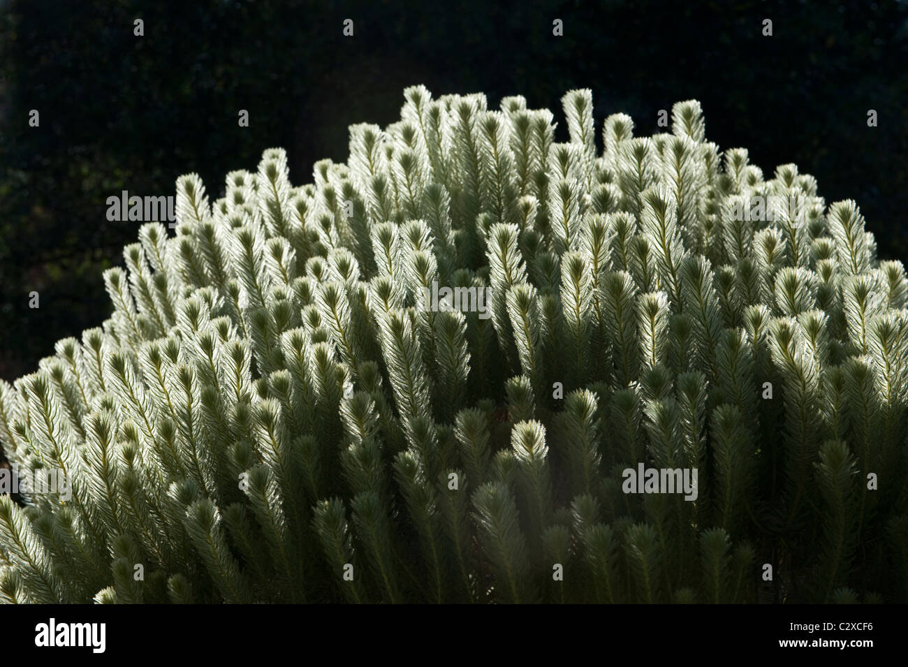 Featherhead (Phylica pubescens) backlit Kirstenbosch National Botanic ...