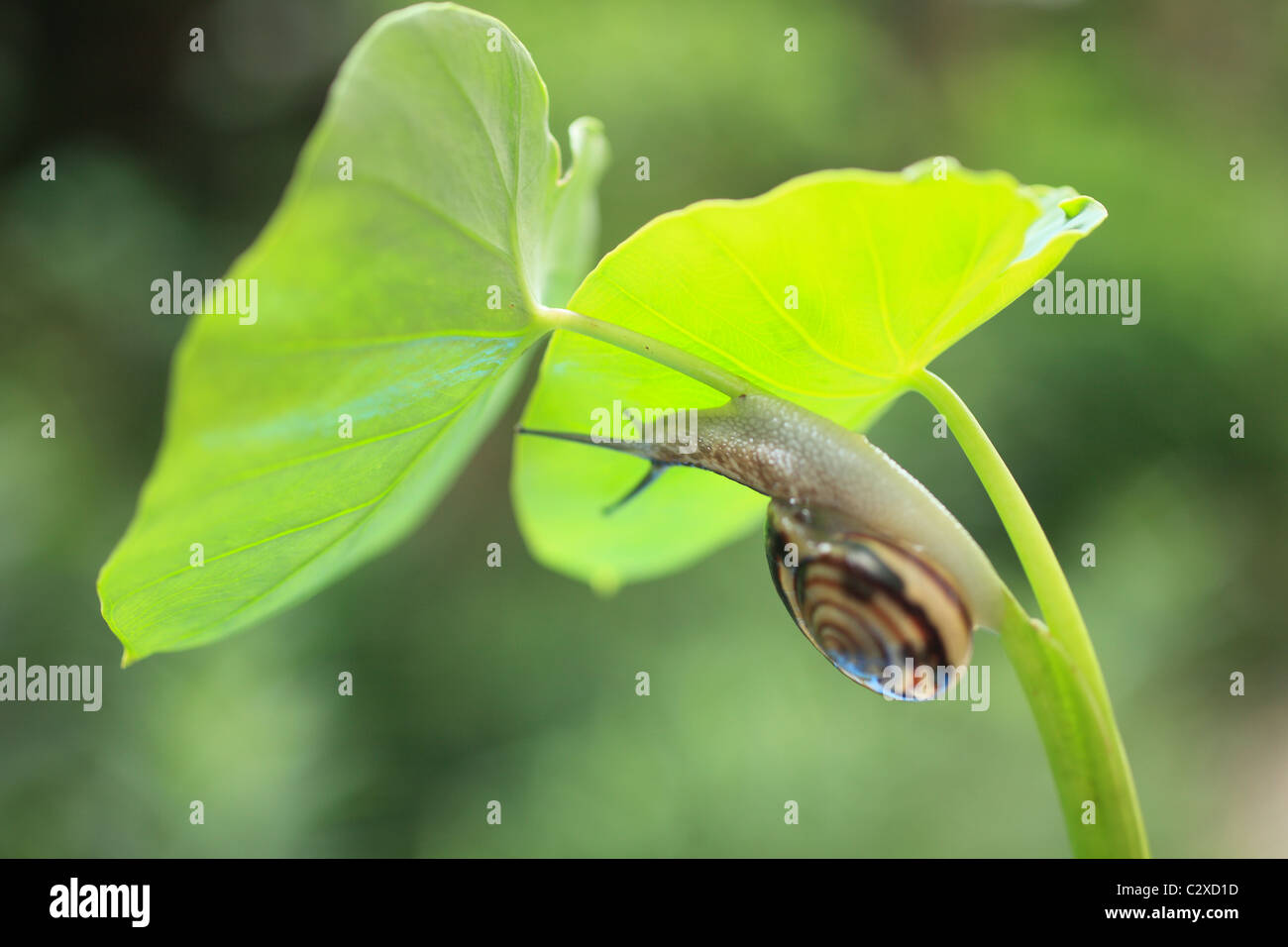 Snail with flower hi-res stock photography and images - Alamy