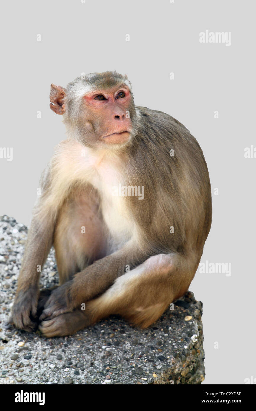 Monkey vertical shot hi-res stock photography and images - Alamy