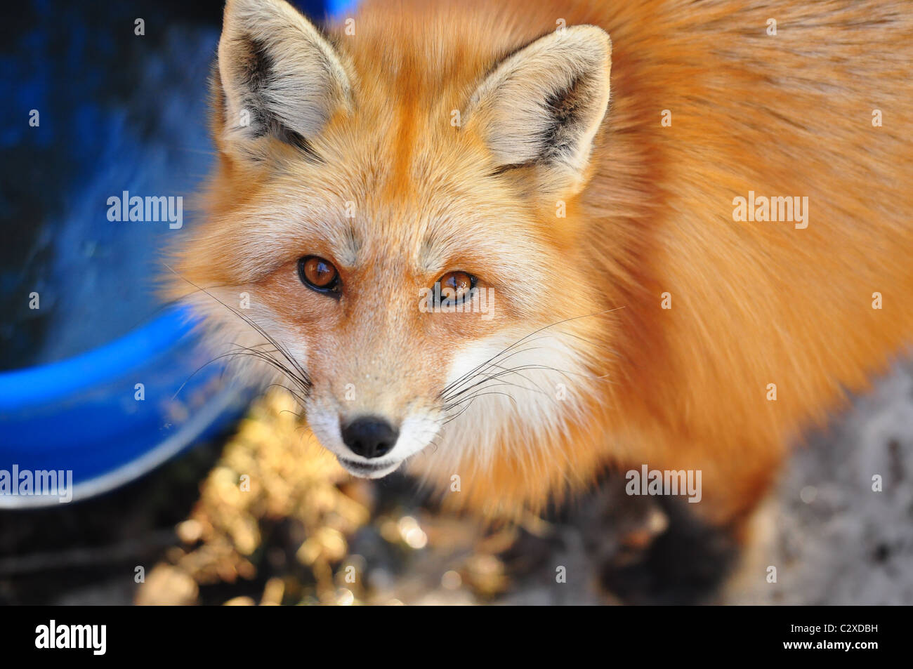 Portrait fox looking up hi-res stock photography and images - Alamy