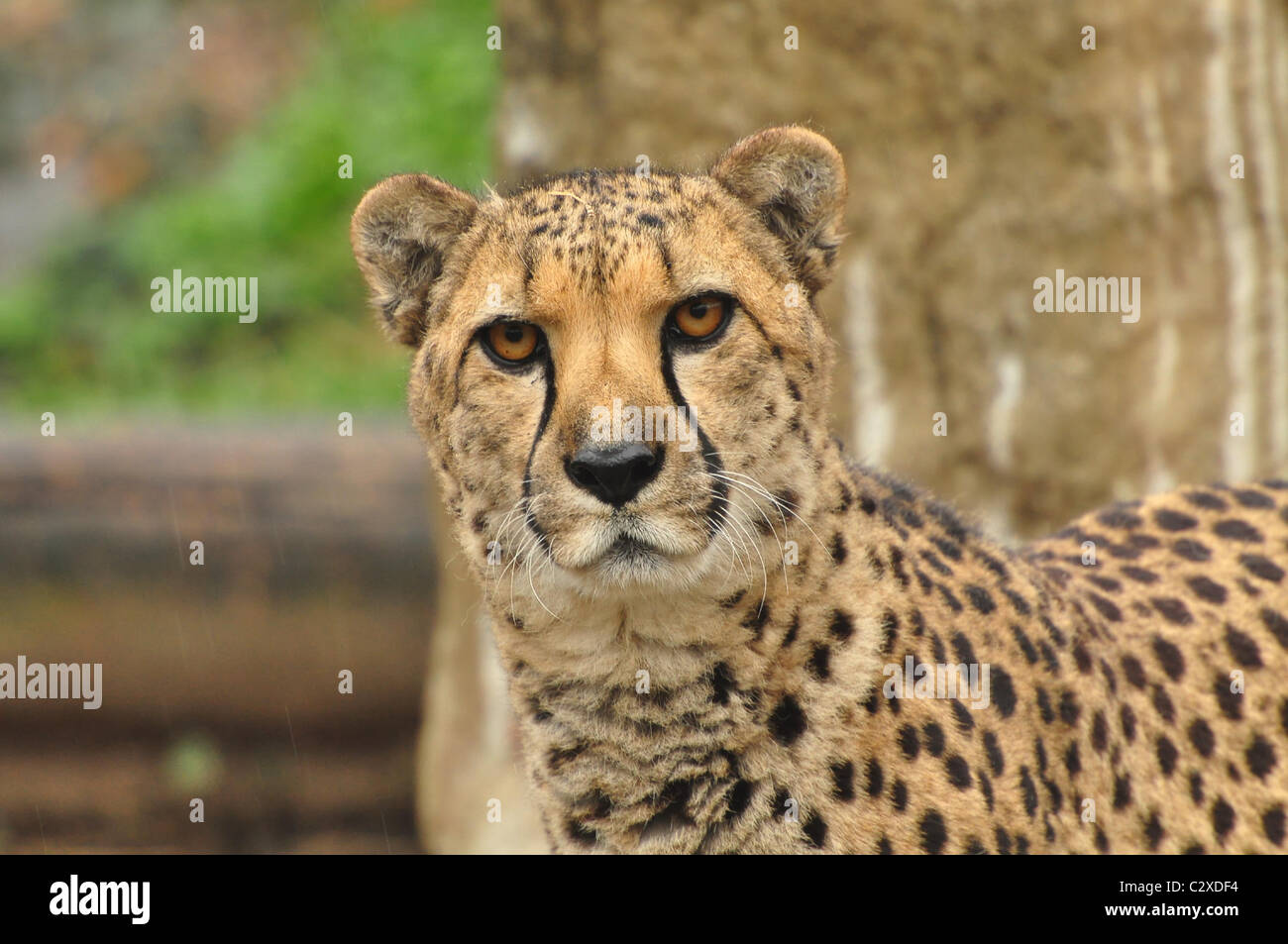 Profile Of A Cheetah Stock Photo - Alamy