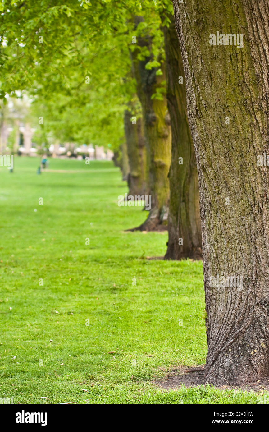 Row of trunks hi-res stock photography and images - Alamy