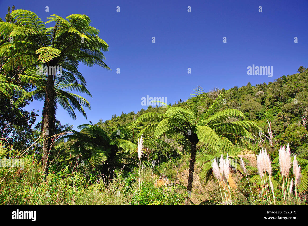 Native bush near Coromandel Town, Coromandel Peninsula, Waikato Region ...
