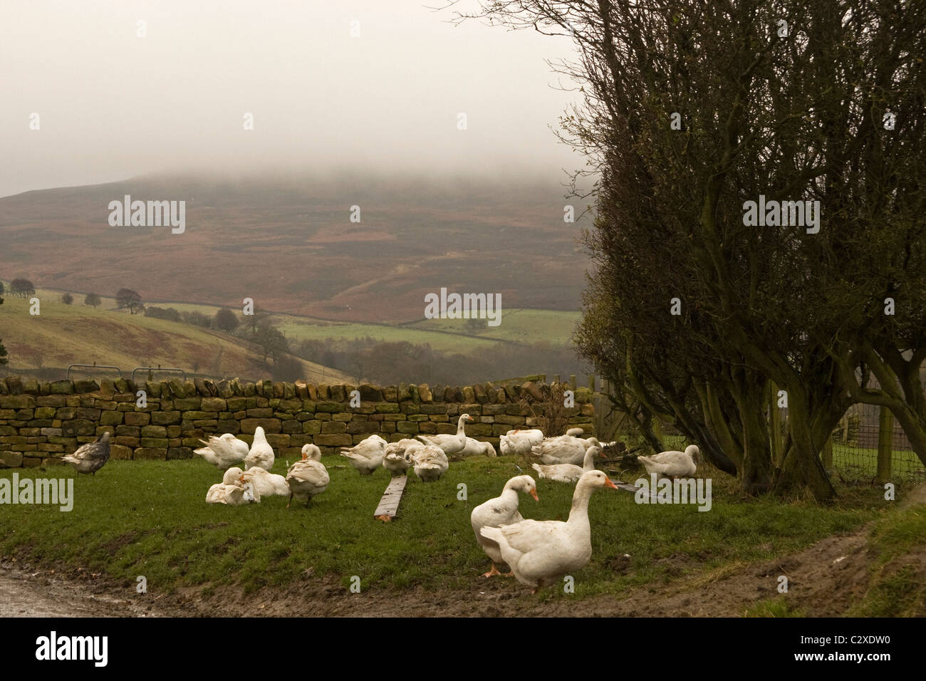 English farmyards hi-res stock photography and images - Alamy