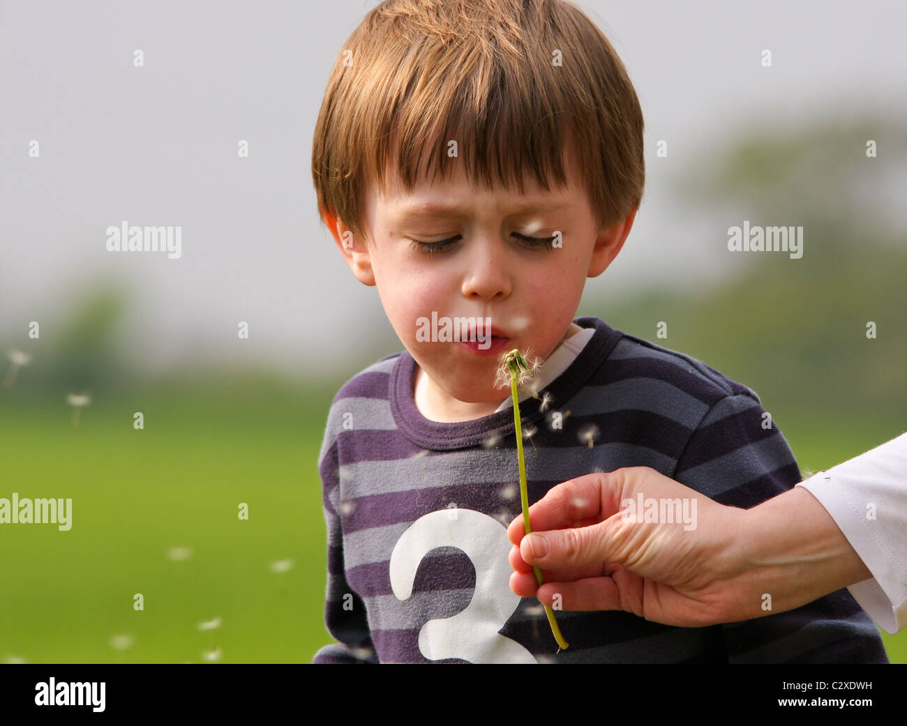 Little boy blowing a dandelion Stock Photo - Alamy
