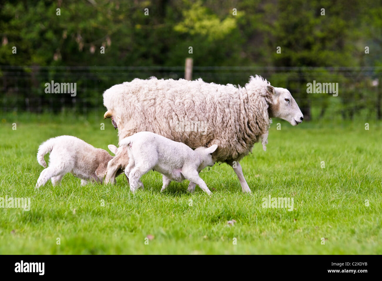 Sheep and lambs Stock Photo - Alamy