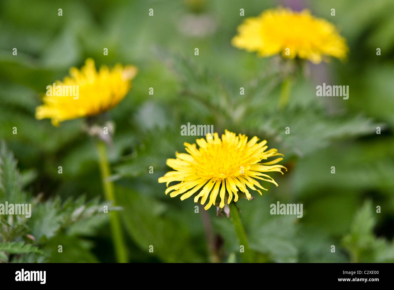 Taraxacum officinale flower hi-res stock photography and images - Alamy