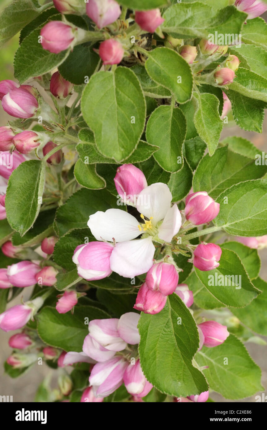 Malus domestica 'Ballerina flamingo' Columnar apple tree Stock Photo ...