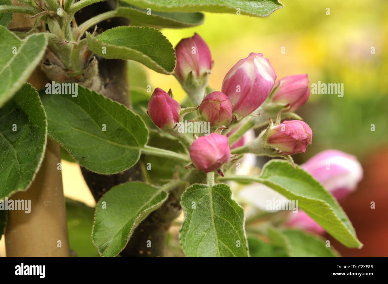 Malus domestica 'Ballerina flamingo' Columnar apple tree Stock Photo ...